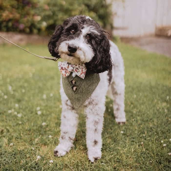 Gallery - Hafod Farm